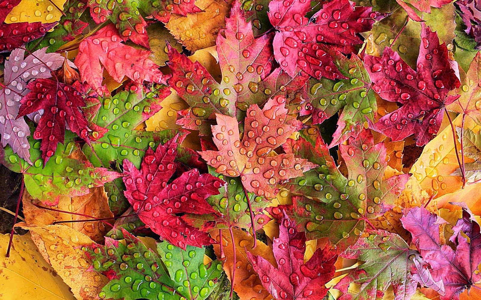 Mooie herfst wallpapers | HD Wallpapers