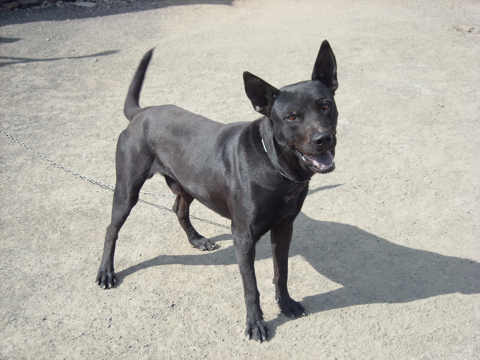 Taipei days: Los perros en Taiwán