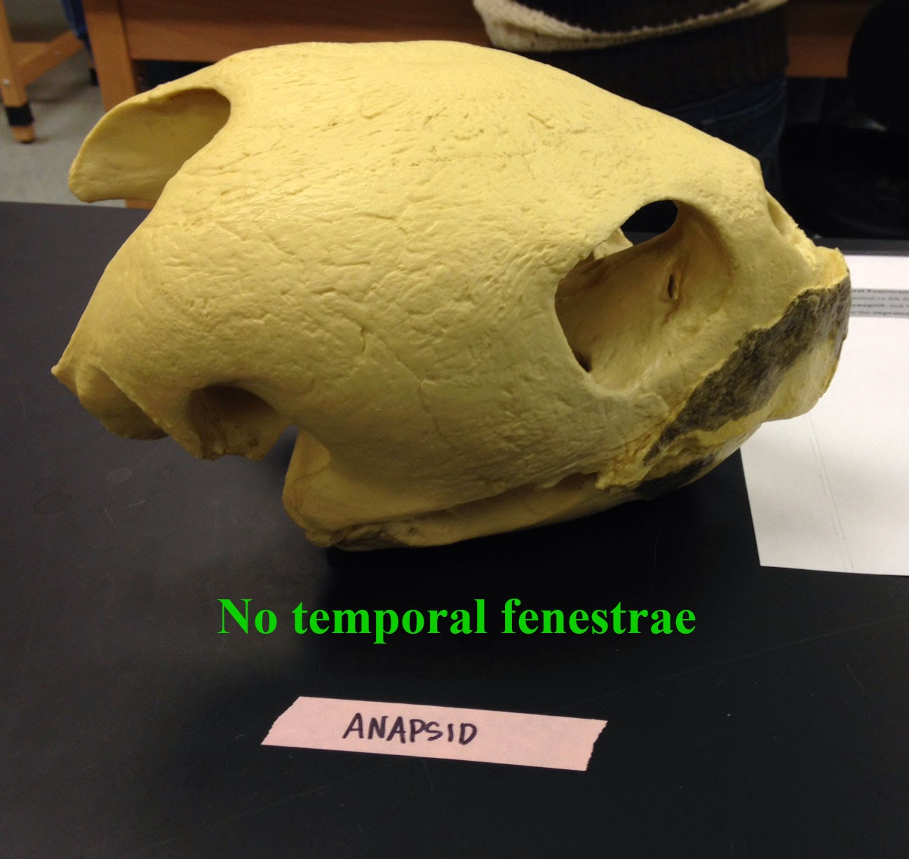 Biology of the Reptilia: Laboratory #1: General Anatomy of Reptiles by ...