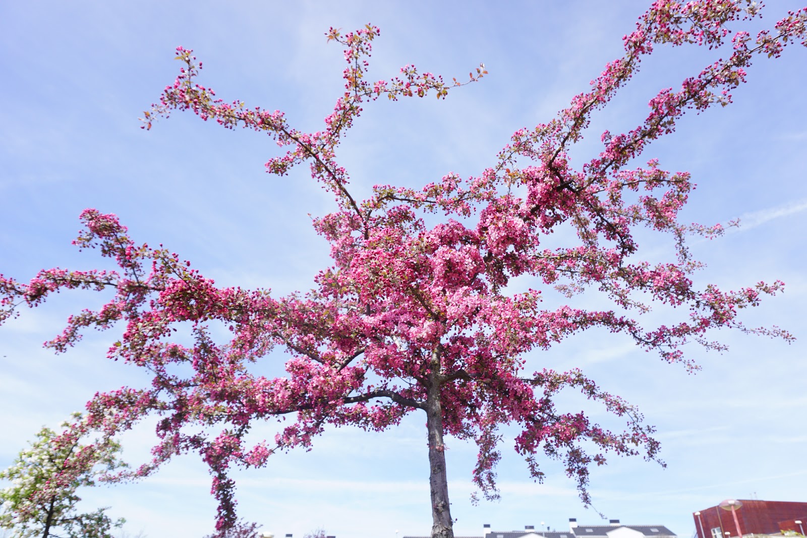 Plantas de Huerta Otea, Salamanca: Manzano de flor, manzano rosa ...