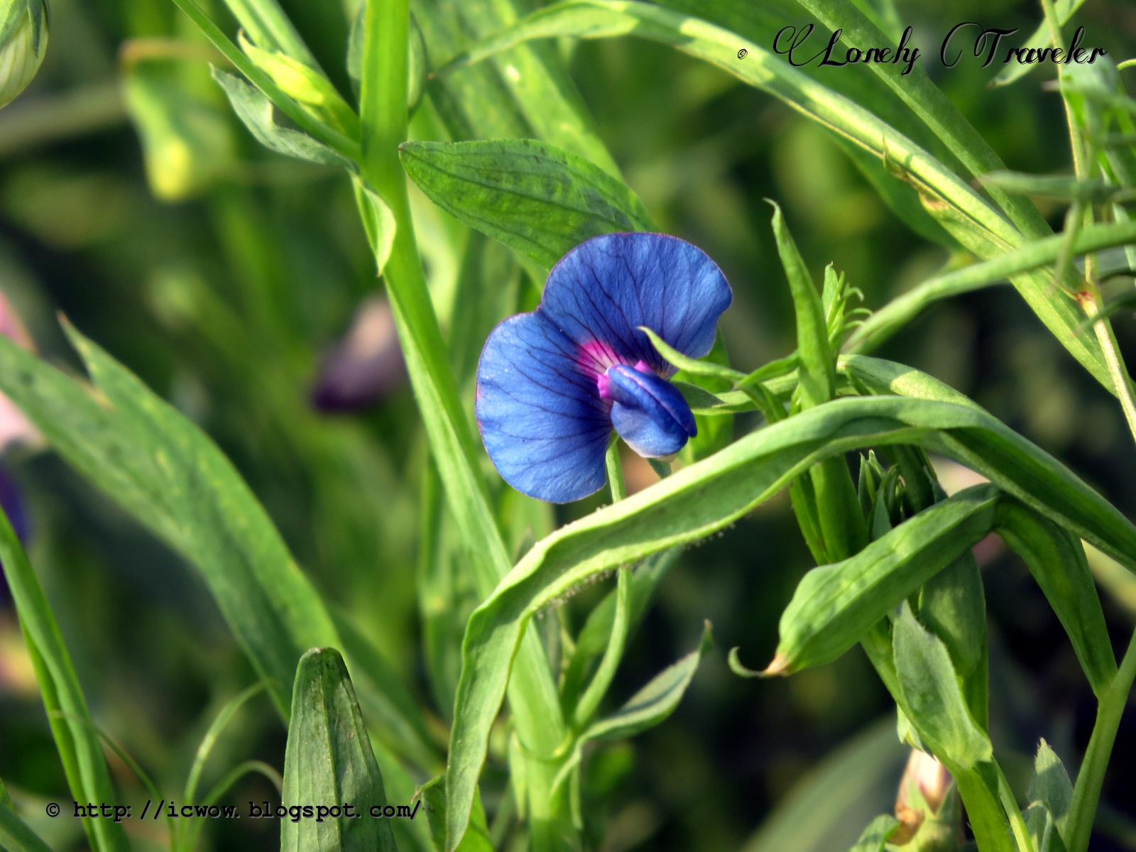 Grass pea (খেসারী কলাই) - Lathyrus sativus