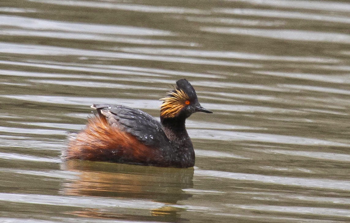 Birding Is Fun!: Grebes!