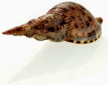 Triton Shell-Lefthanded-Conches-Sangu-Valampuri: Story behind Triton ...
