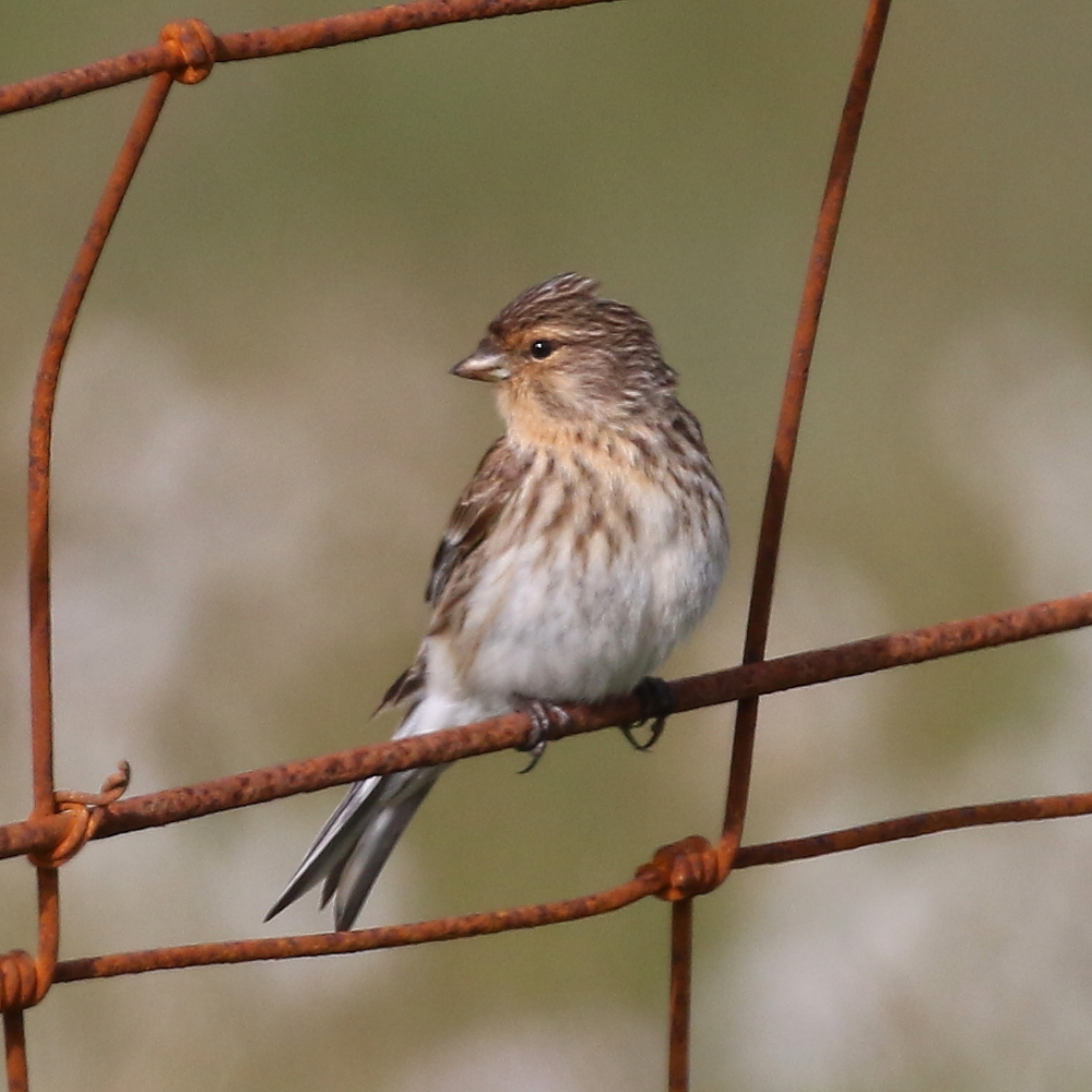 Peter Moore's Wildlife Blog: Twite of the day