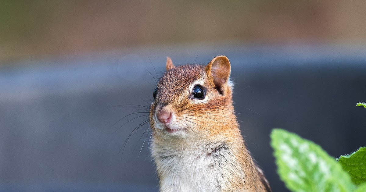 Mike's Photographs : Pesky Varmint/Critter/Cute Beastie
