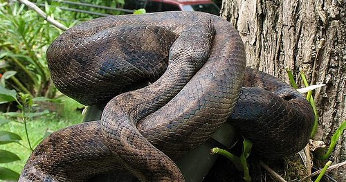 Puerto Rican Boa | Snakes