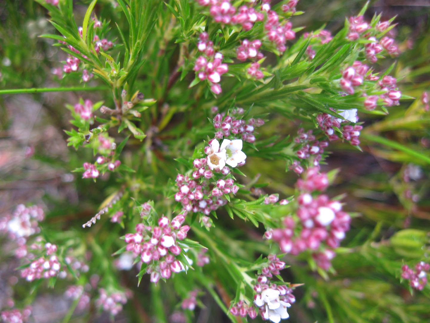 Walkies on Table Mountain: Pink and fluffy