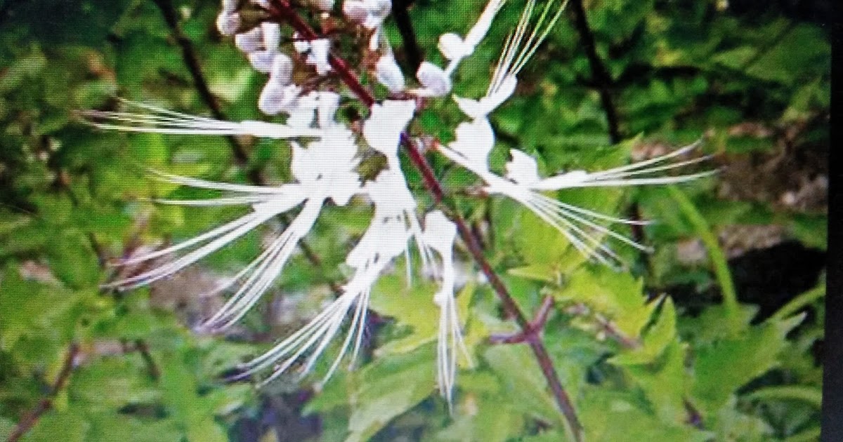 Fuziah Sulaiman blog: Jom kenali Flora Herba MISAI KUCING - Ornamental ...