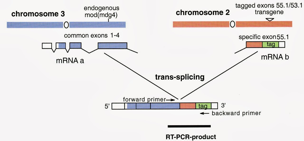Parasitophilia: Tricks of the Trypanosomes: Outsmarting the Human ...