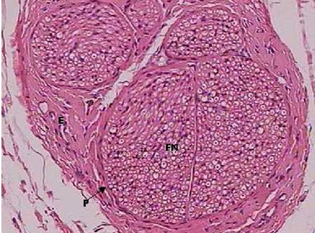 Histologia: Tecido Nervoso