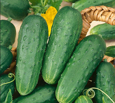 Ayurveda Home and Remedies with Nature: खीरा की खेती करने का तरीका ...