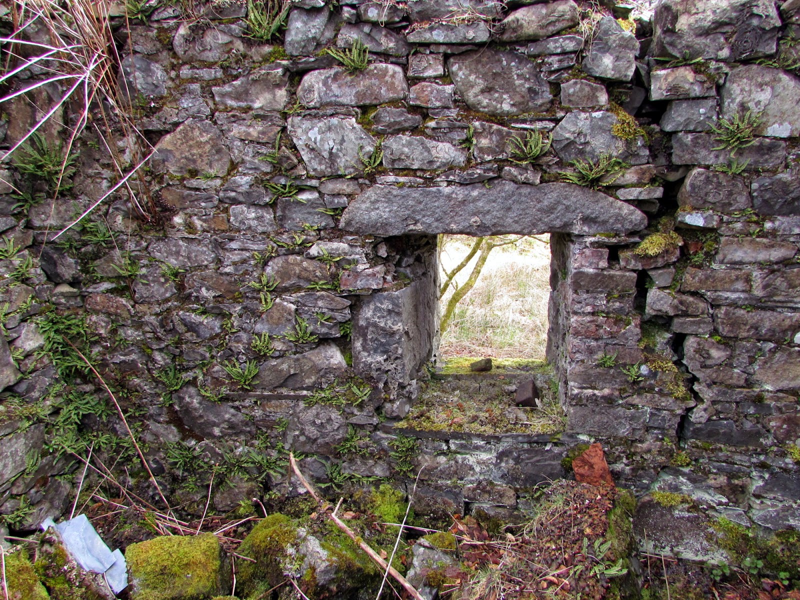 The Glebe Blog: Wigtownshire Ramblers Two Walks - Wood of Cree to Loch ...