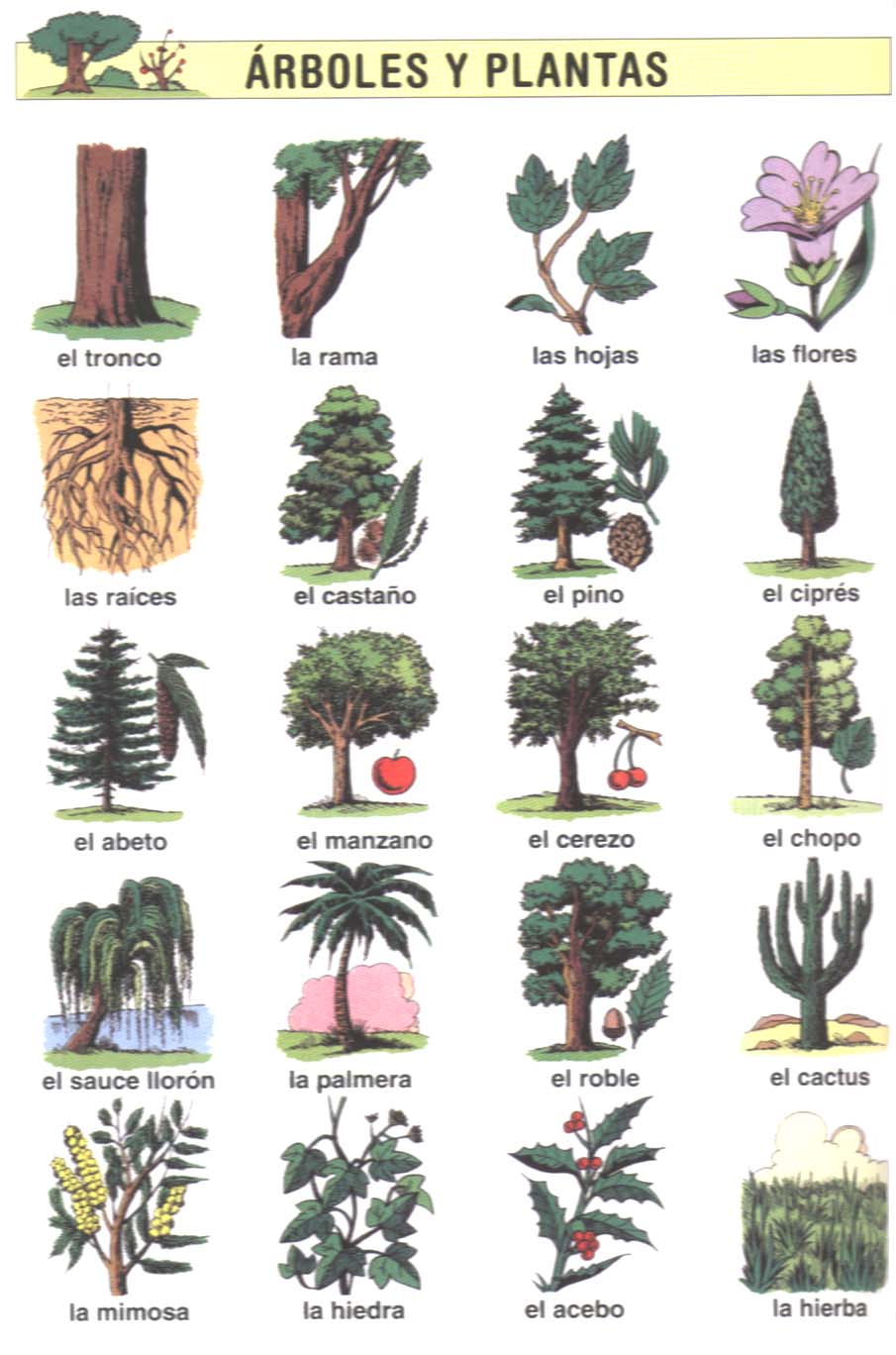 Plantas Terrestres Con Nombres