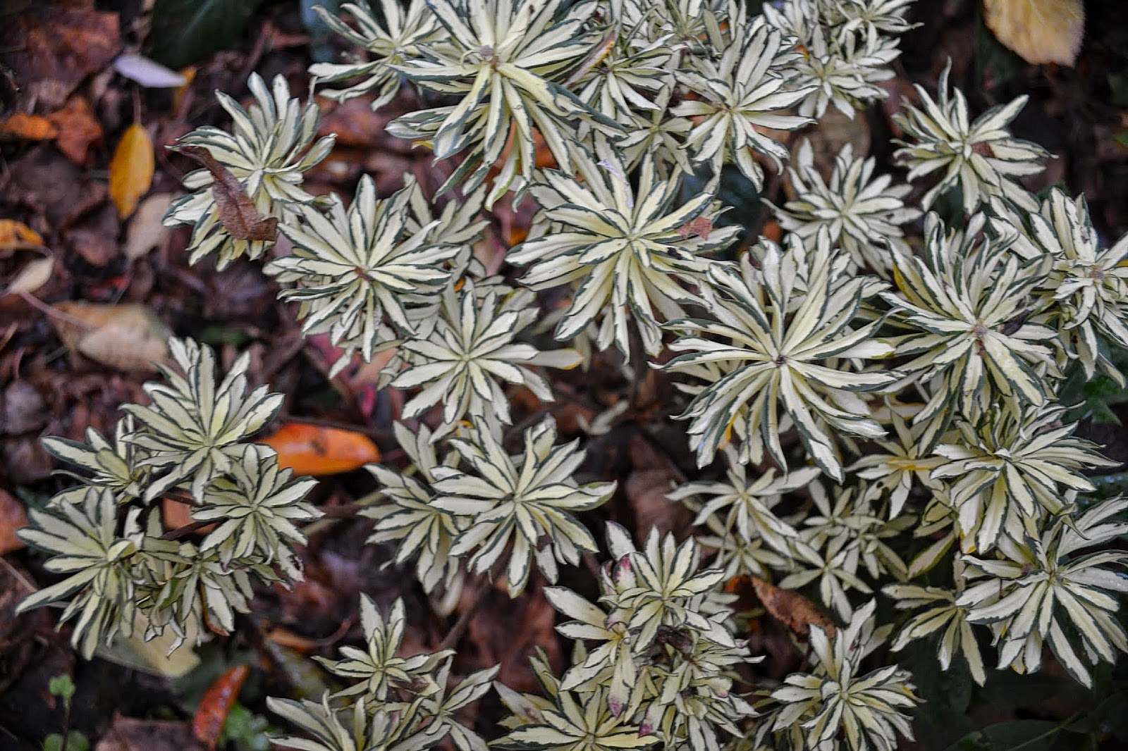 The Outlaw Gardener: Daphne x burkwoodii 'Briggs Moonlight' is My ...