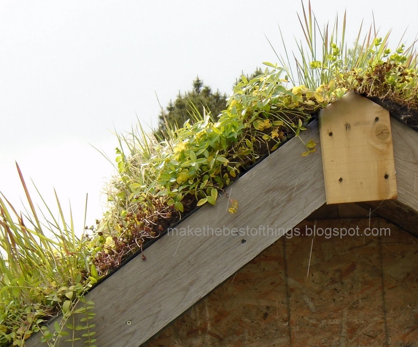 Make The Best of Things: A Living Plant Roof On Our Shed