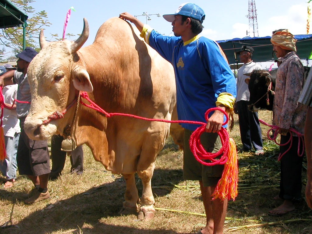 Budidaya Ternak Sapi Potong - Peluang Bali
