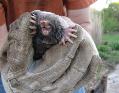 Ruthlynn's World: Mole Teeth