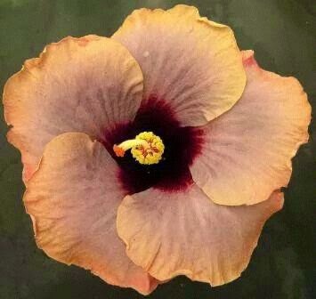 Hibiscus/Joba flower_024