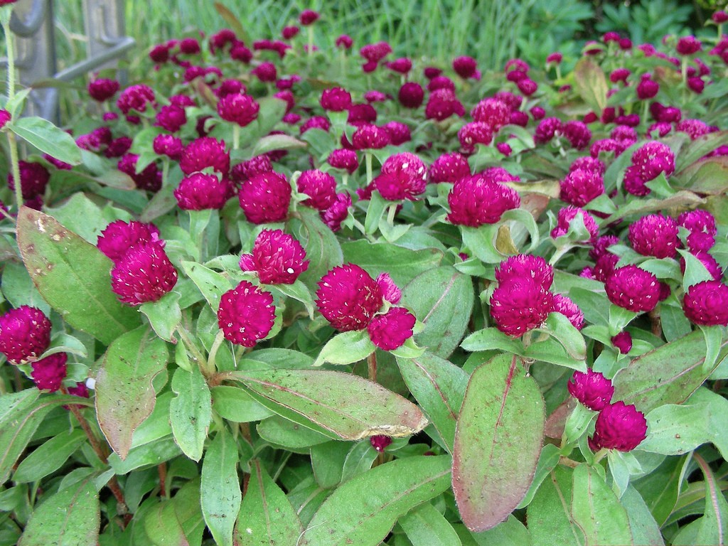 Menanam Dan Budidaya Bunga Globe Amaranth/Ratna ~ Bungan Canang