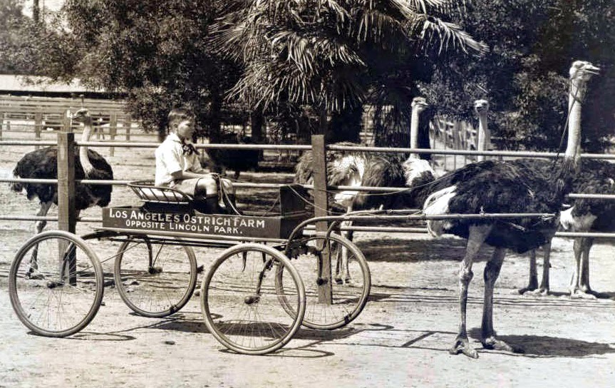 Just A Car Guy: ostrich racing carts and around the farm ostrich wagons