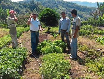 El cultivo en Conucos comoforma ancestral de produccion agricola.