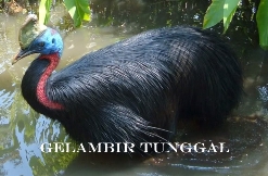 Burung Kasuari | Arena Burung