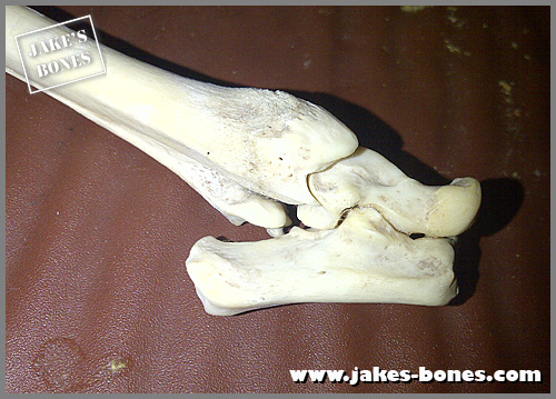 How to re-articulate a fox skeleton: part one : Jake's Bones