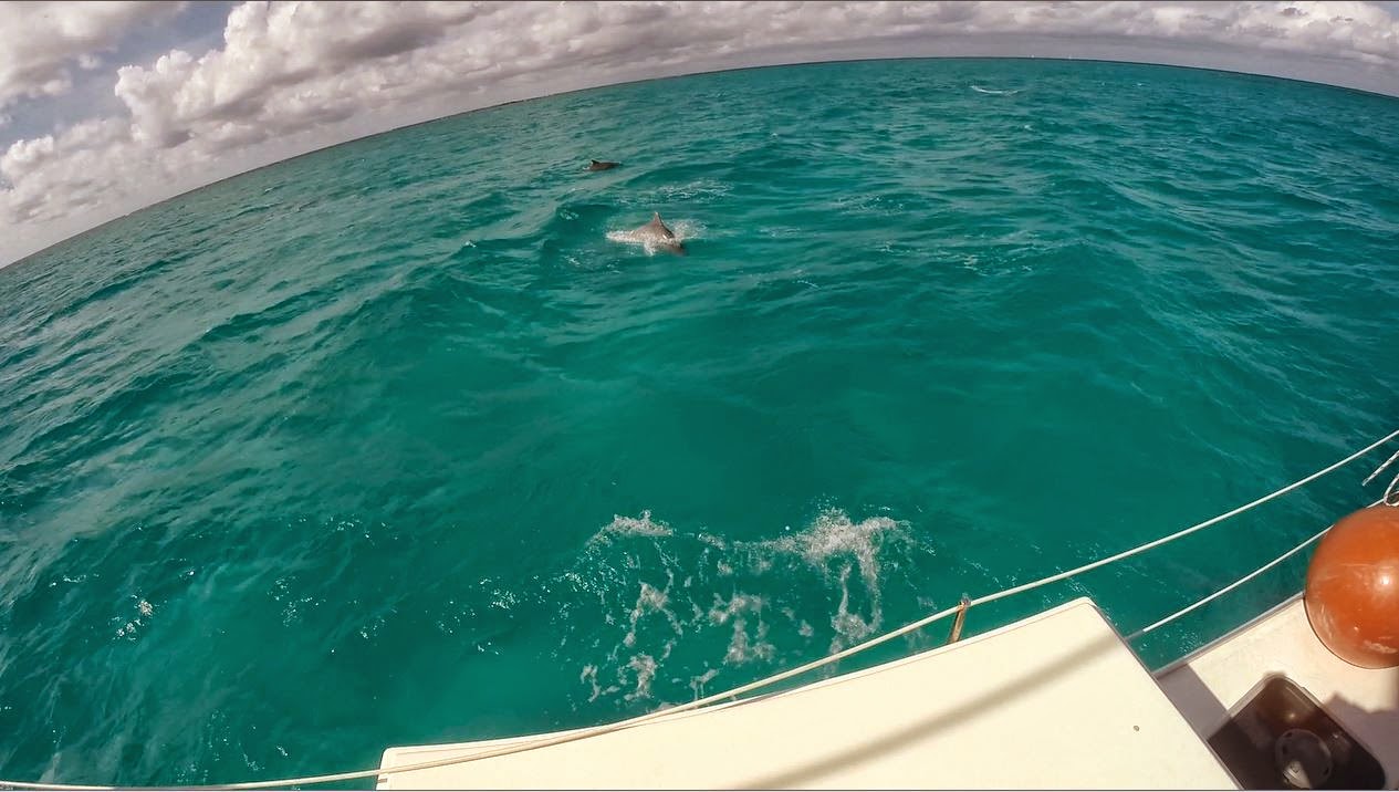 Catchin' Rays: A Day and Night spent at Gun Cay, Bahamas