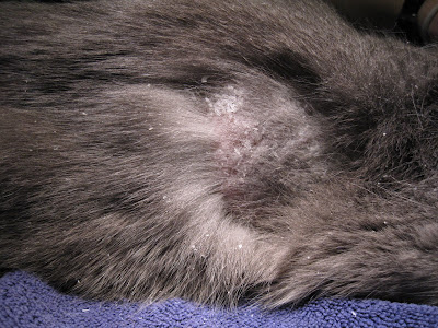 The Story Behind The Pictures: Day 287 - Cat with Skin Issues