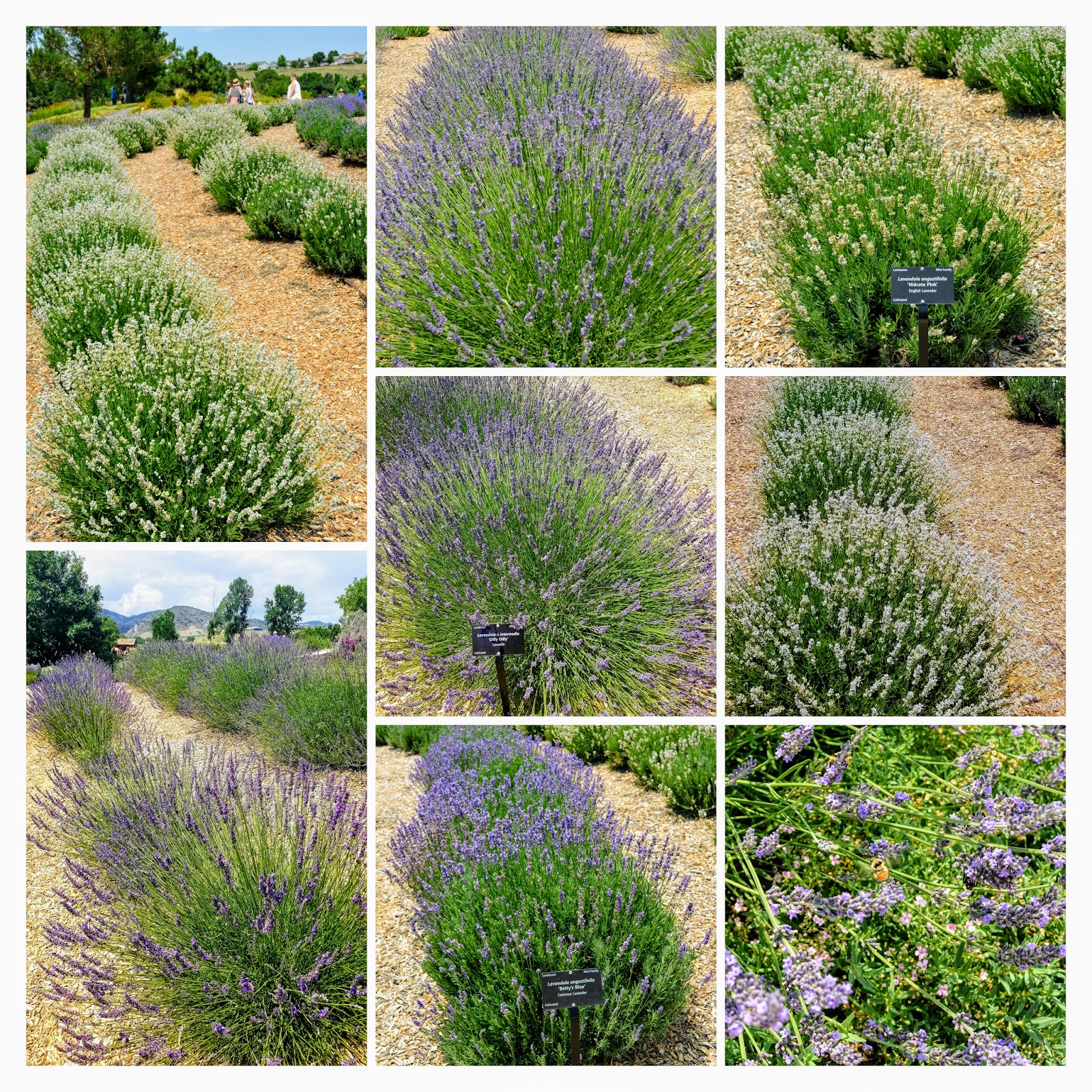 Mille Fiori Favoriti: Lavender Festival at the Denver Botanic Gardens ...