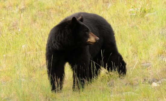 Alizul: 10 FACTS THAT MAKE FEROCIOUS ANIMALS EVEN MORE TERRIFYING