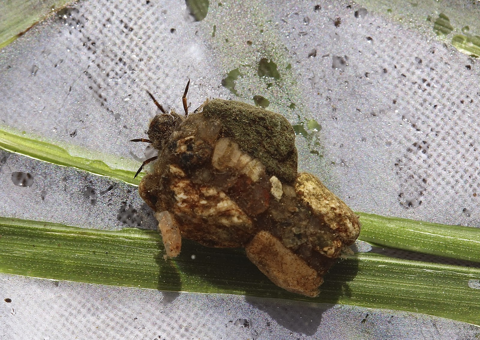 Aquatic Insects of Central Virginia: EPT Species List for Central ...