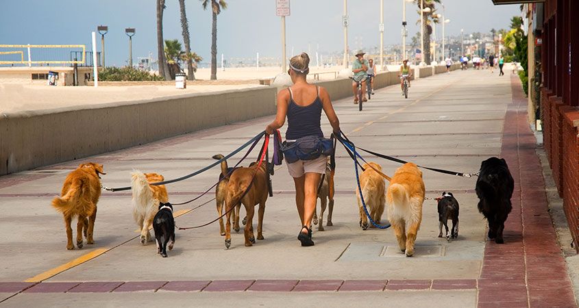 NUNCAJAMAS COCKER: EL PRIMER "PASEADOR DE PERROS" PROFESIONAL