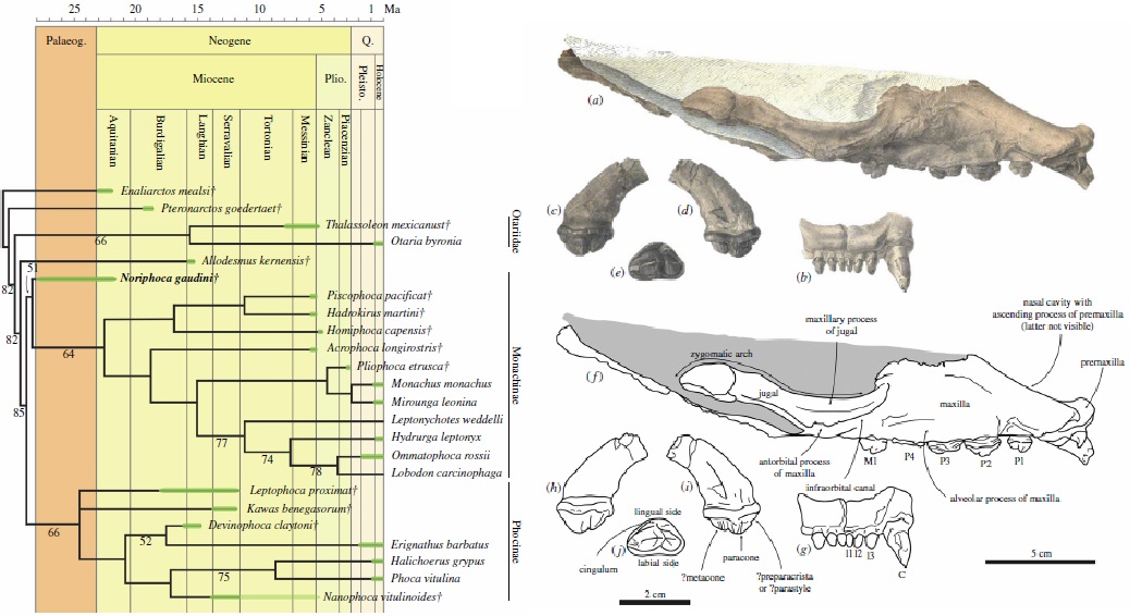 The Coastal Paleontologist: 2018 in review: advances in marine mammal ...