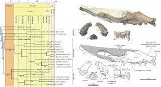 The Coastal Paleontologist: 2018 in review: advances in marine mammal ...