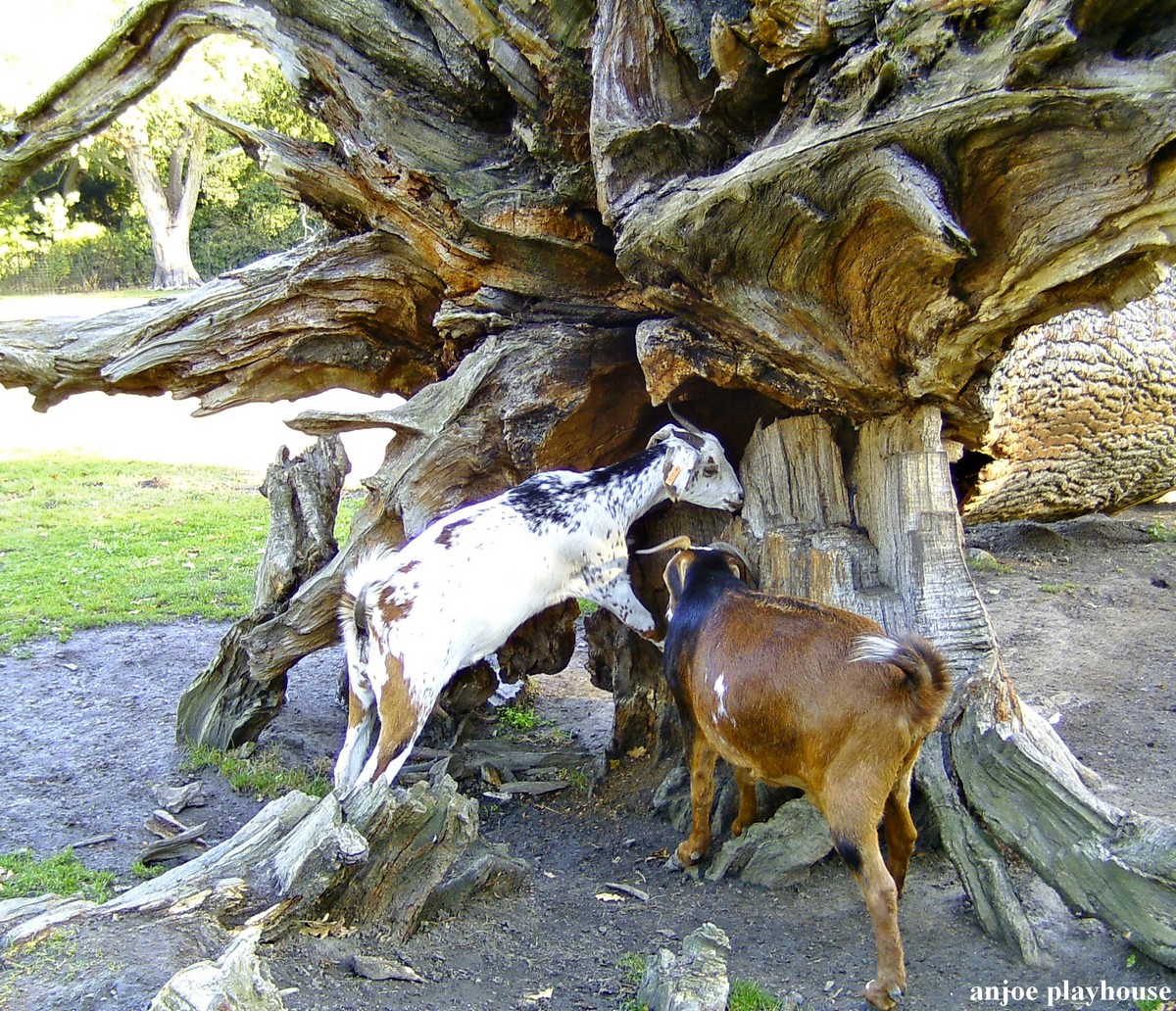 LOLLAND FOTOS: KNUTHENBORG SAFARIPARK