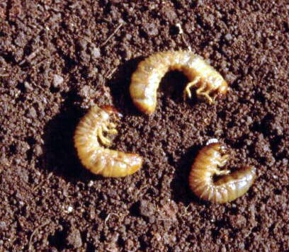 Informações Agrícolas: Milho - Pragas - Bicho bolo, coró ou pão de ...