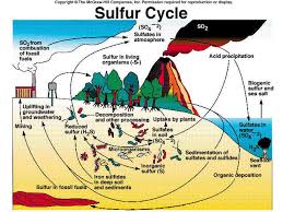 All About Life: Daur Sulfur