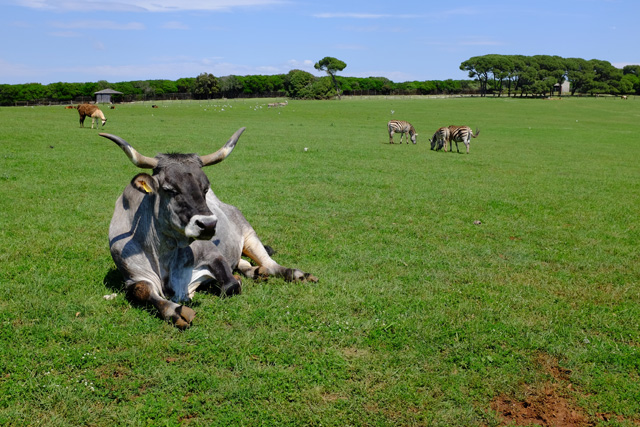 Istria Outside My Window: A day on the Brijuni Islands