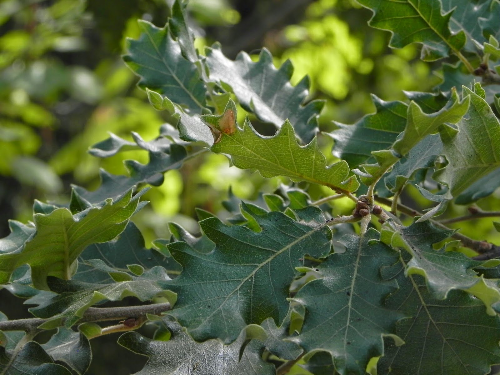 Á R B O L E S (T R E E S) y P A L M E R A S (P A L M S): Quercus ...
