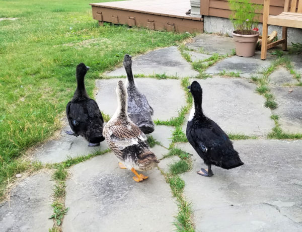 Preventing and Treating Angel Wing in Ducklings - Fresh Eggs Daily ...