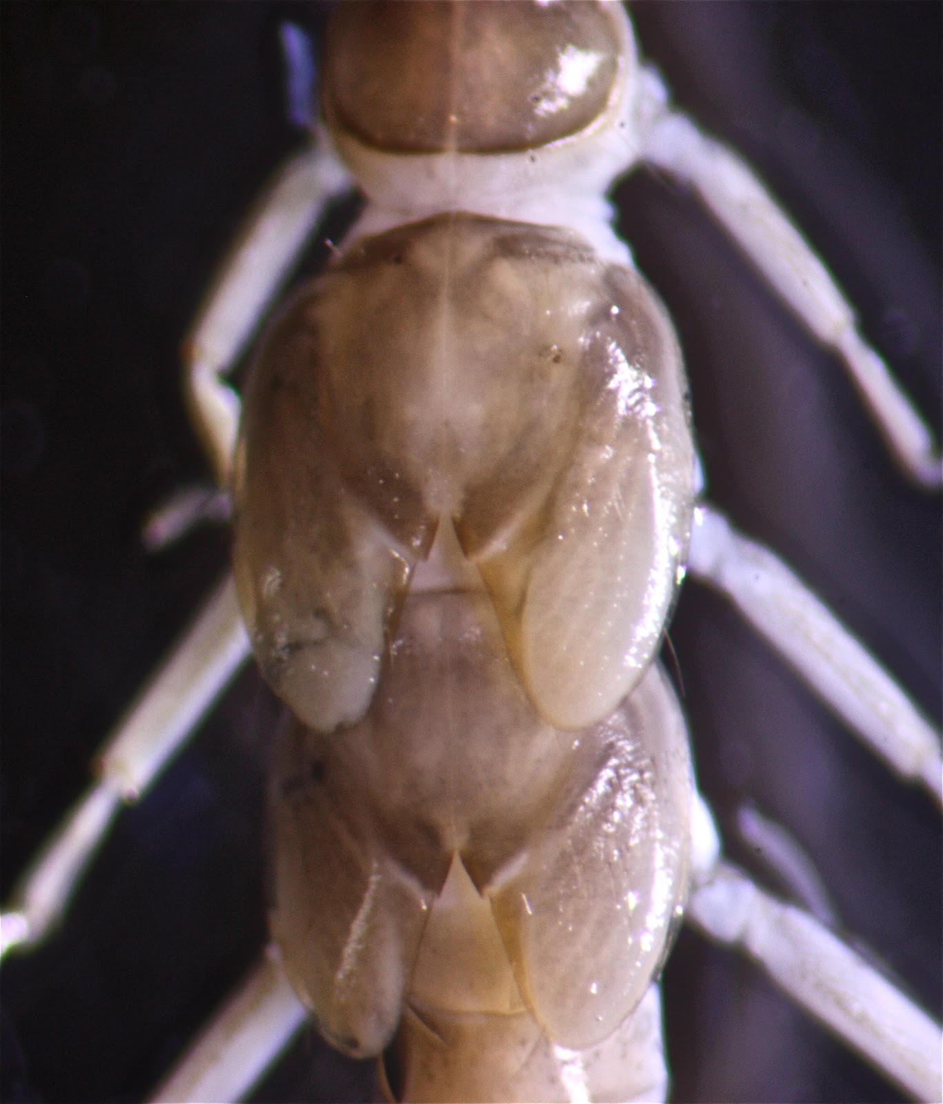 Aquatic Insects of Central Virginia: On the Chloroperlid Found ...