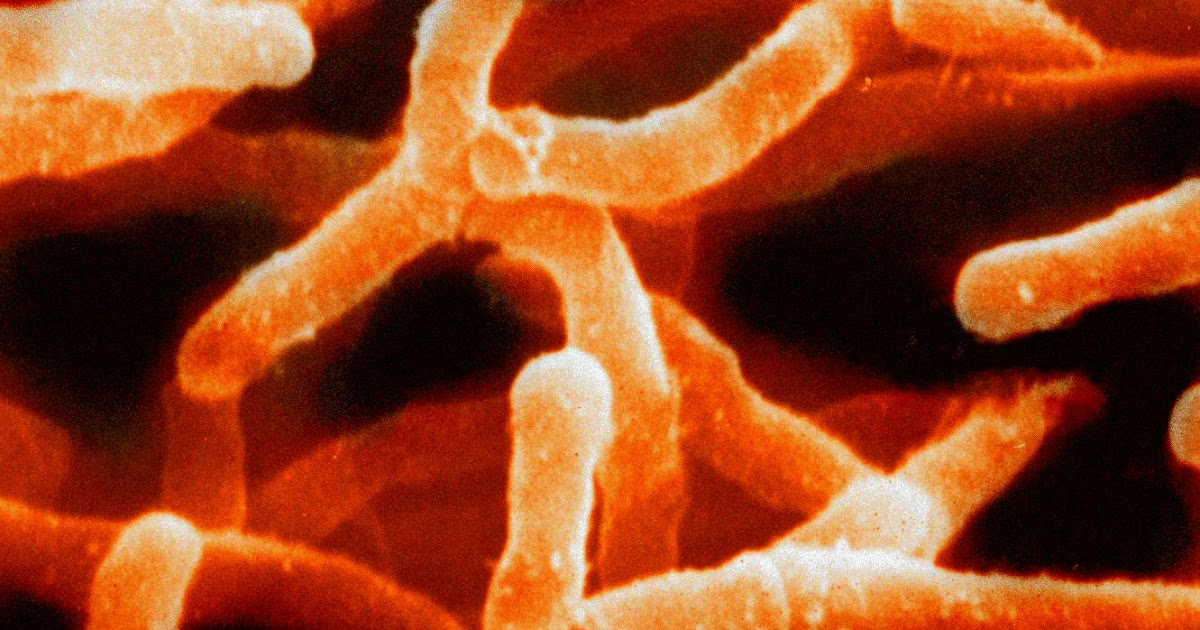 Finding Palindromes Palindromes In Dna