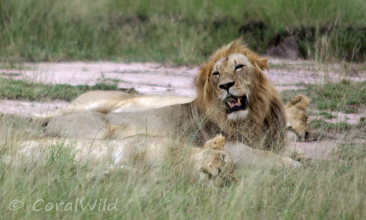 Coral Wild - A Safari Guides Diary: Looking out for Lion
