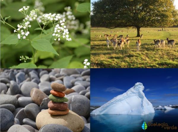 Portafolio Digital: FACTORES ABIOTICOS Y ECOLOGIA