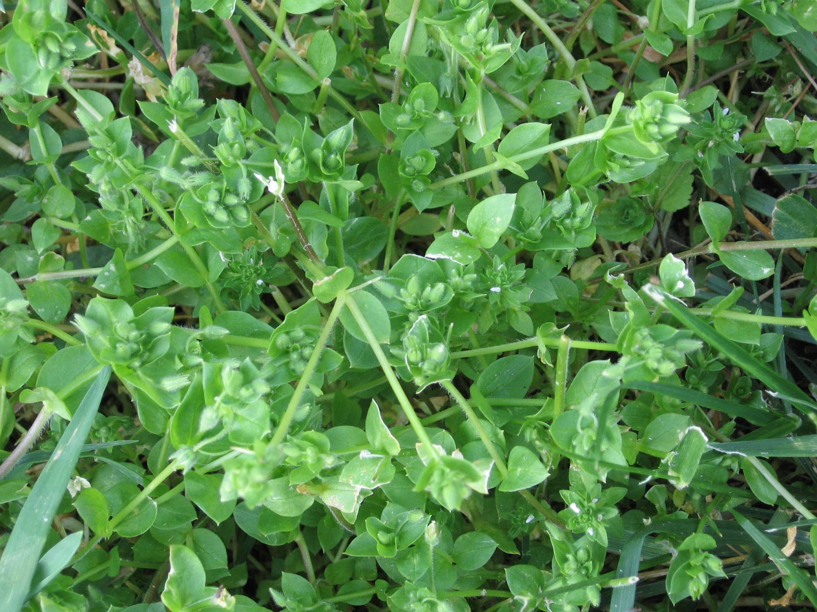 Chickweed Lawn Weeds
