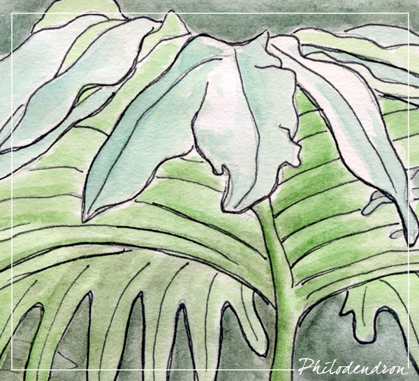 Nessy Designs: Philodendron Sketch - Krohn Conservatory
