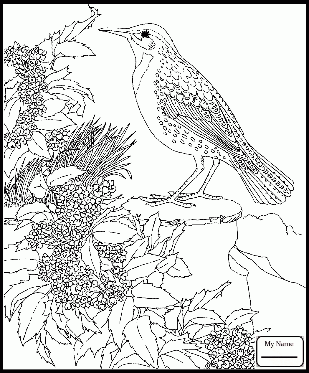 state birds coloring pages - jiahajava