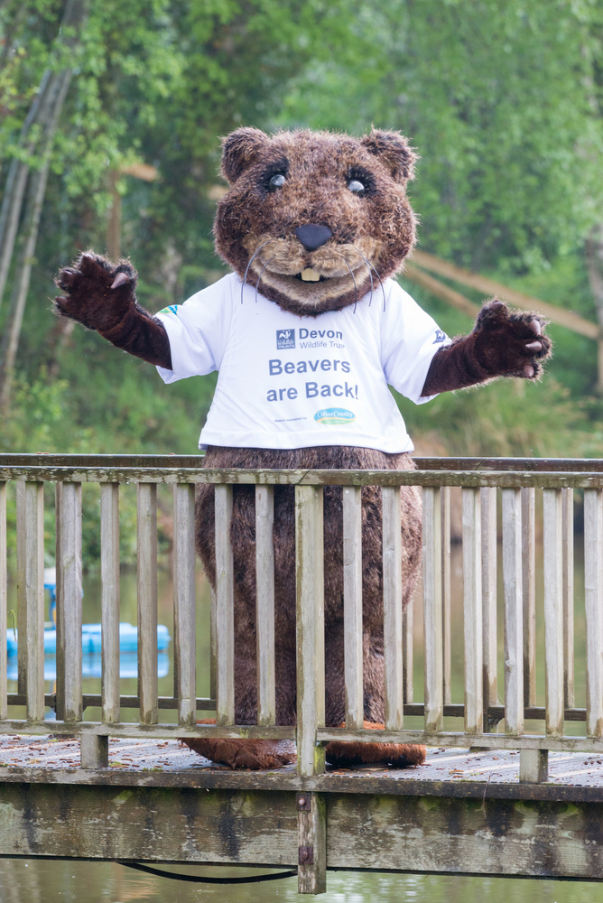 North Devon Coast and Country Chronicle: Devon beaver mascot named as ...