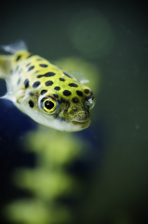 Mengenal Green Spotted Puffer - Si ikan buntal ~ Aquascape Batang